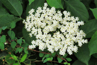 Victoriaanse beautytip: Gezichtsscrub van vlierbloesems