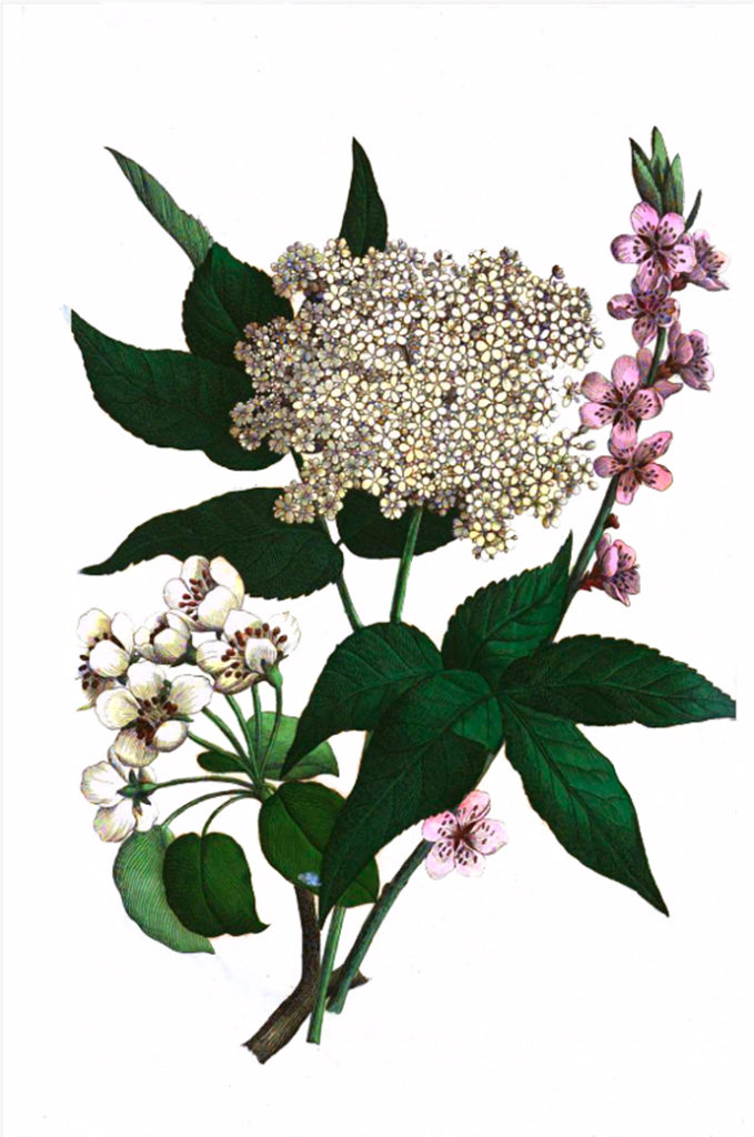 Wat kun je doen met vlierbloesem? | My inner Victorian